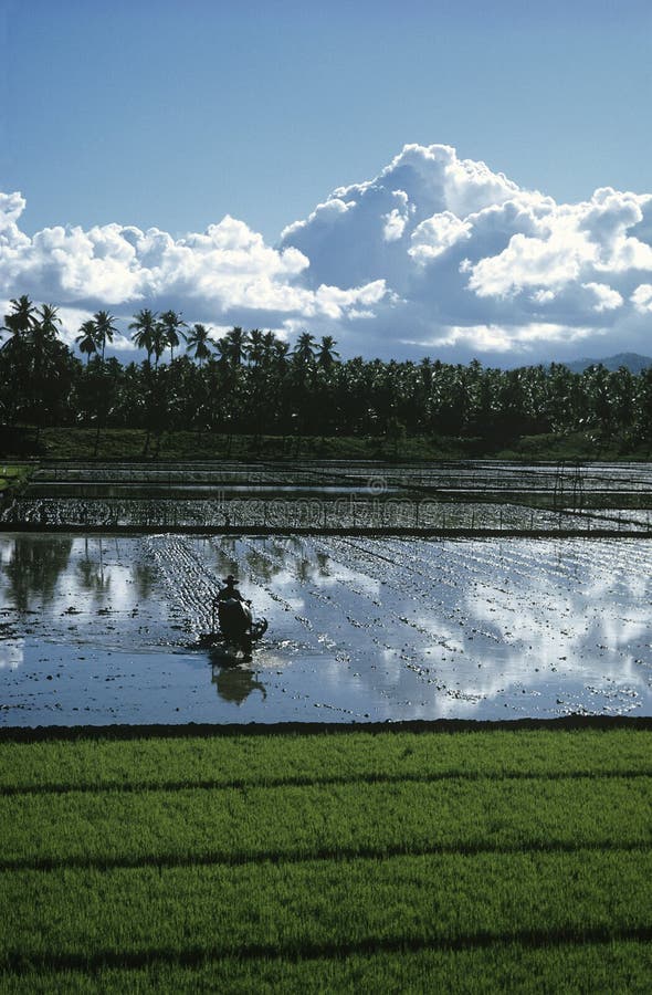 Landscape with Rice Fields and Dramatic Sky Stock Image - Image of ...