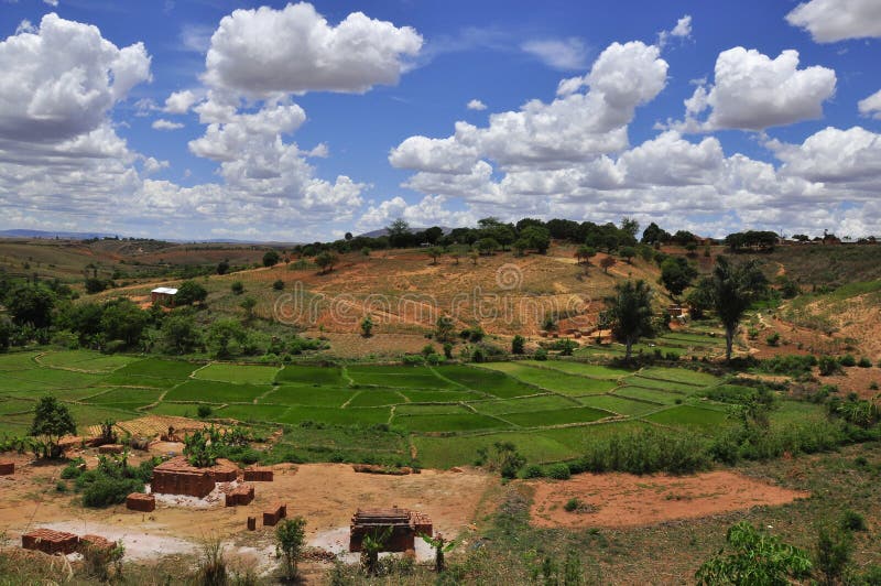 Landscape of the Rice Fields in Madagascar Stock Image - Image of ...