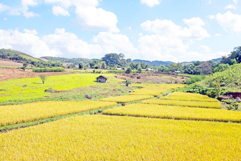 Landscape with Rice Fields in Myanmar Editorial Image - Image of ...
