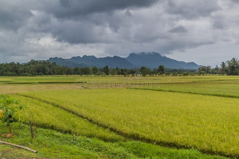 Landscape of Rice Fields on Panay Island, Philippin Stock Photo - Image ...