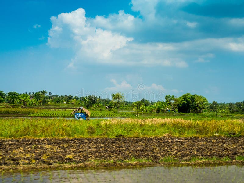 Indonesian Rice Fields Landscape Editorial Stock Image - Image of ...