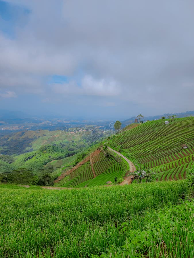 Landscape of Rice Fields with Terraced and Very Fertile Models Stock ...