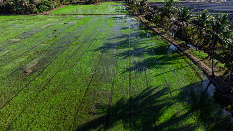 Landscape of Rice Fields and Water in the Rice Fields Stock Photo ...