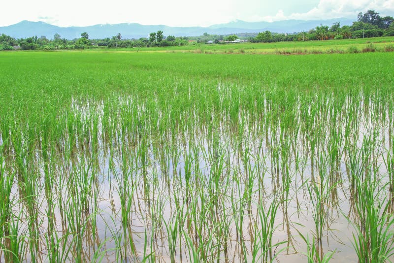 Landscape of Rice Fields in Wonosobo, Central Java, Indonesia. Stock ...