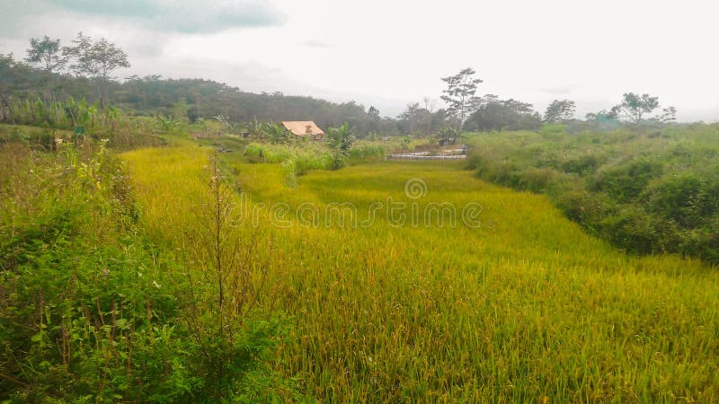 Landscape of Rice Fields in Wonosobo, Central Java, Indonesia. Stock ...