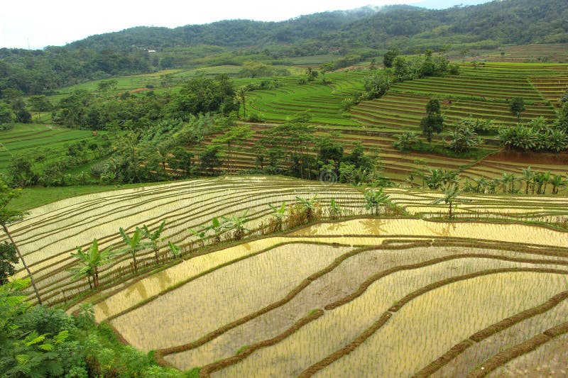 Landscape Rice Filed Terrace Bali Stock Photo - Image of green, china ...