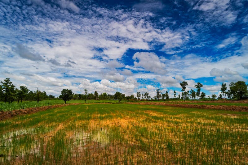 Landscape Rice Paddy stock photo. Image of cumulus, people - 153584306