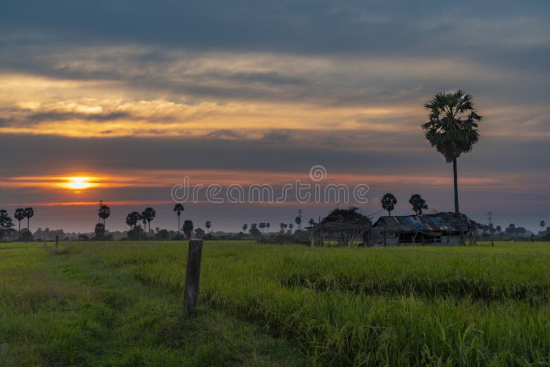 Landscape of Rice Paddy Field during Sunset in Cambodia. Nature ...