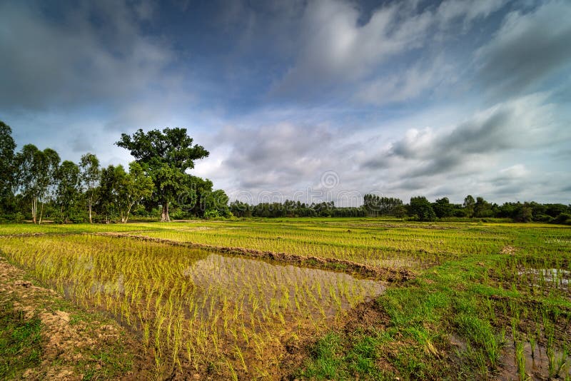 Landscape Rice Paddy stock image. Image of scenery, plant - 227040191
