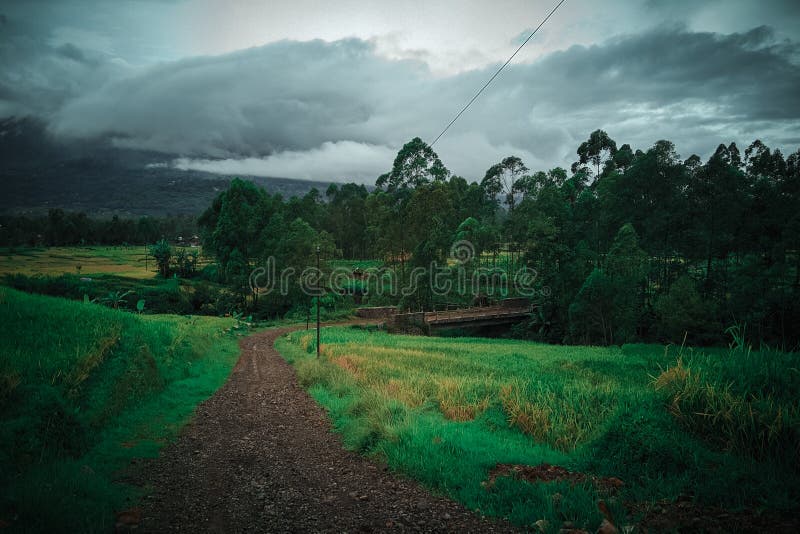 Landscape Rice and Tall Tree Plantations Stock Image - Image of ...