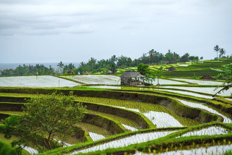 Landscape of Rice Terraces and Old House Stock Image - Image of farming ...