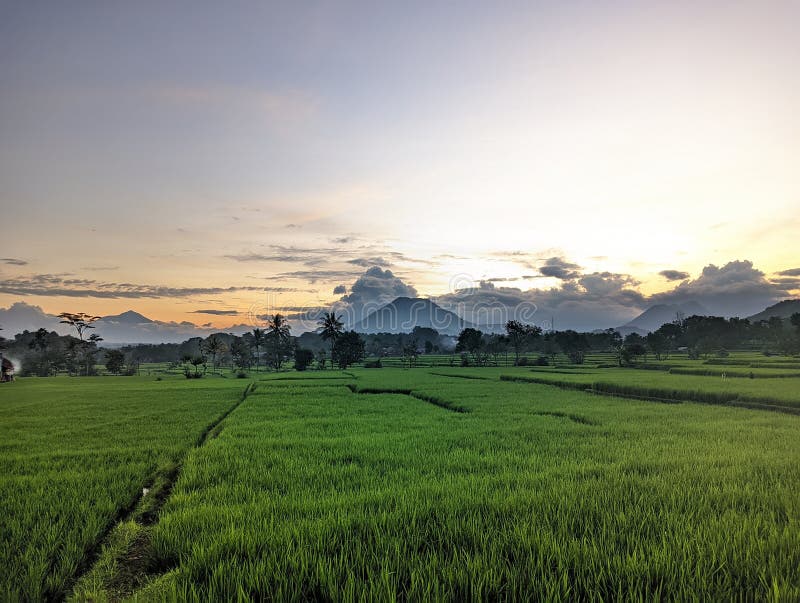 Landscape Ricefield sunset stock image. Image of ricefield - 267804915
