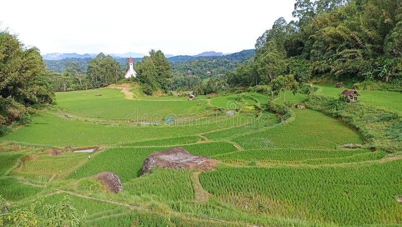 Landscape of Ricefield in a Village Stock Image - Image of view, trees ...