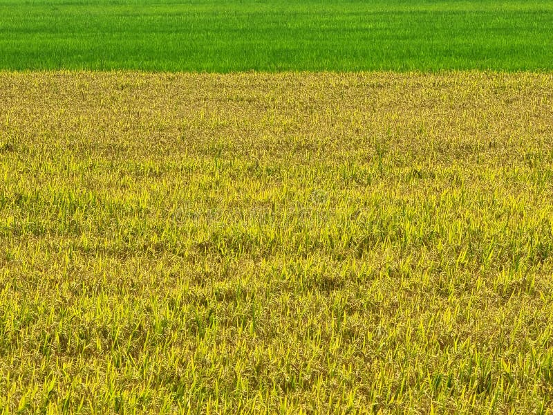 Ripe Rice Fields and Green Rice Fields Stock Image - Image of leaf ...
