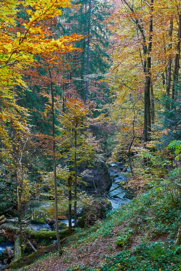 River through Forest in the Autumn Stock Image - Image of fall, leaf ...