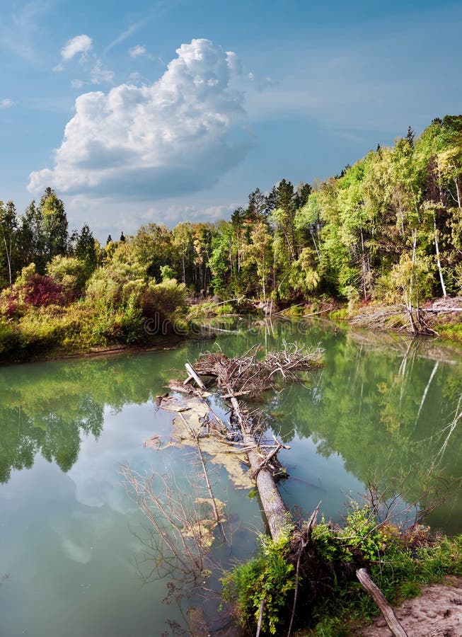 Landscape with River and Forest Stock Image - Image of pine, river ...