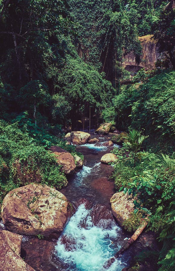 Jungle river in Bali stock image. Image of rainforest - 212154507