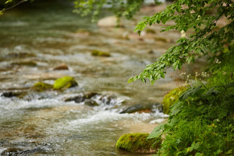 Landscape with a River through Forest Stock Image - Image of summer ...