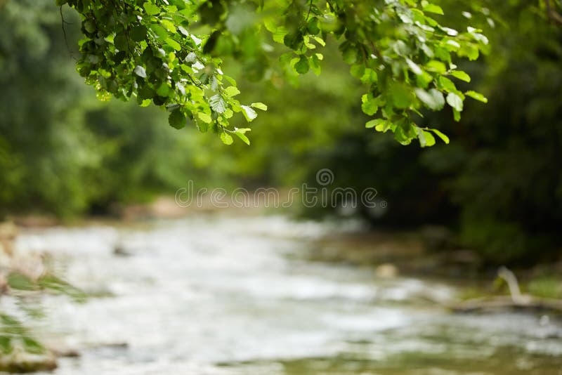 Landscape with a River through Forest Stock Image - Image of beautiful ...