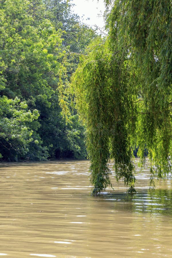 River landscape with trees stock image. Image of infographic - 117576643