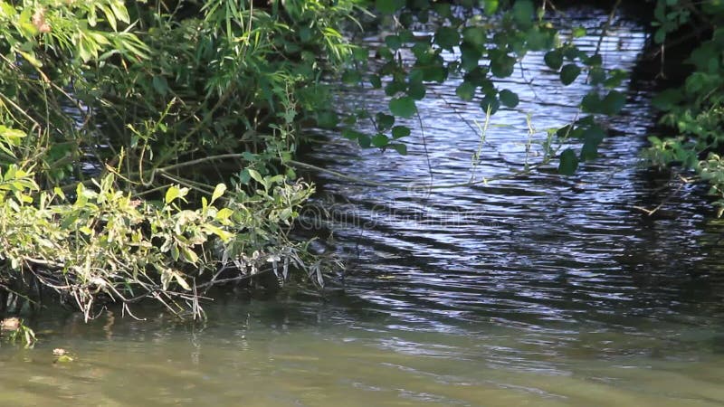 Landscape river nature stock footage. Video of grace - 60674932