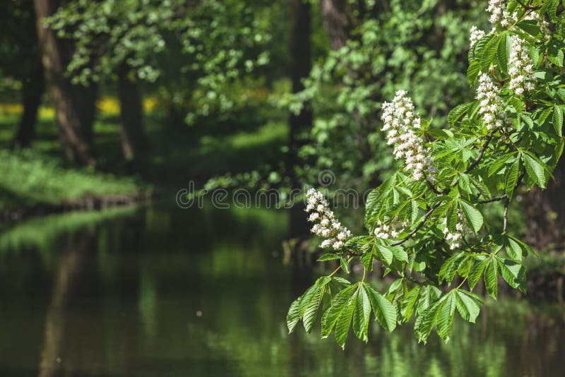 Landscape, River in a Park with a Chestnut Stock Image - Image of ...