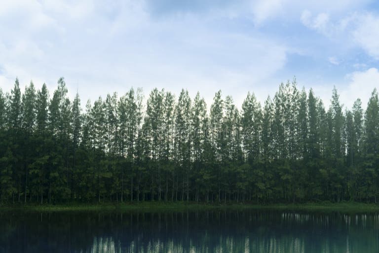 Landscape of a River with Pine Trees for Background. Reflection of the ...