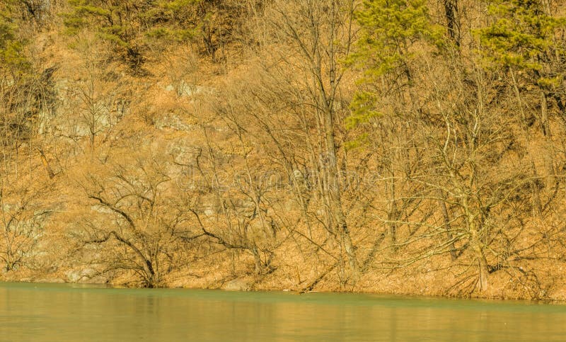 Landscape of a River Shore Line with Trees and High Grass Stock Image ...
