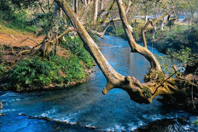 Landscape with River and Trees Stock Photo - Image of forest, trees ...
