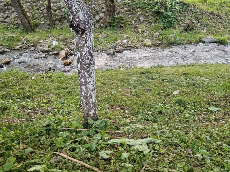 Landscape River Trees Grass Water Meadow Stock Photo - Image of trees ...