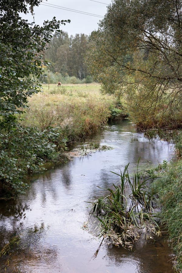 Landscape with River and Trees Stock Photo - Image of native, outdoor ...