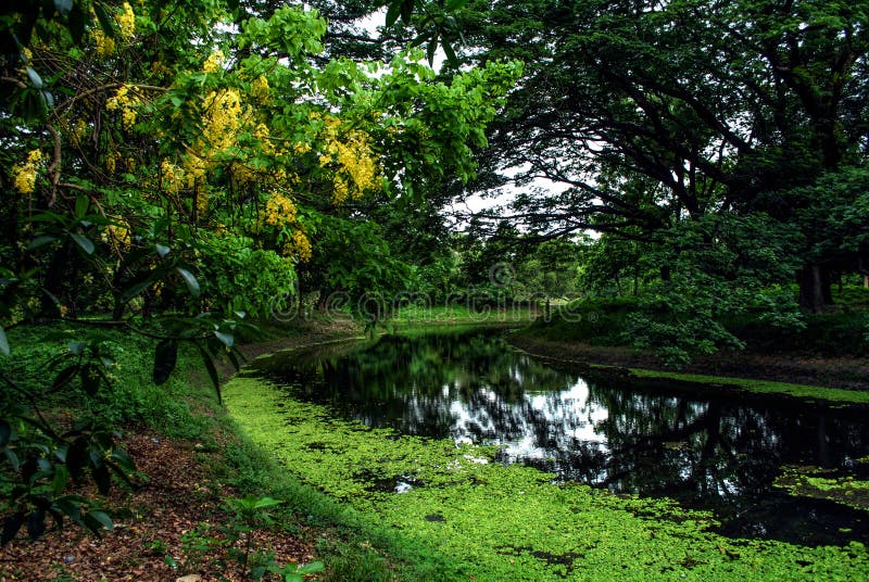 A Landscape with a Rivulet Surrounded by the Trees. Stock Photo - Image ...