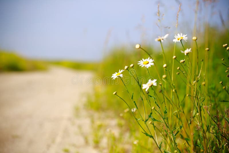 Landscape stock image. Image of green, flower, road, nature - 34955057