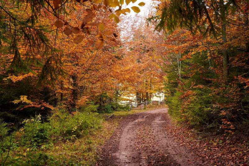 Landscape with Road through Forest Stock Image - Image of leaf, park ...