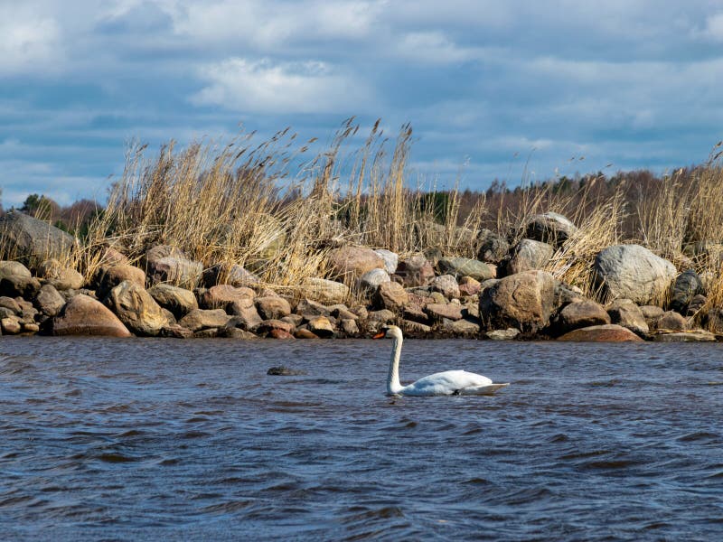 Rocky Seashore, White Swan Walking on the Beach Stock Photo - Image of ...