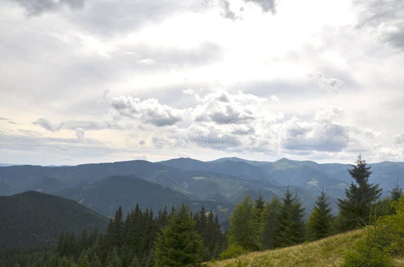 Landscape of Rolling Hills and Grassy Slopes ?overed Coniferous Trees ...
