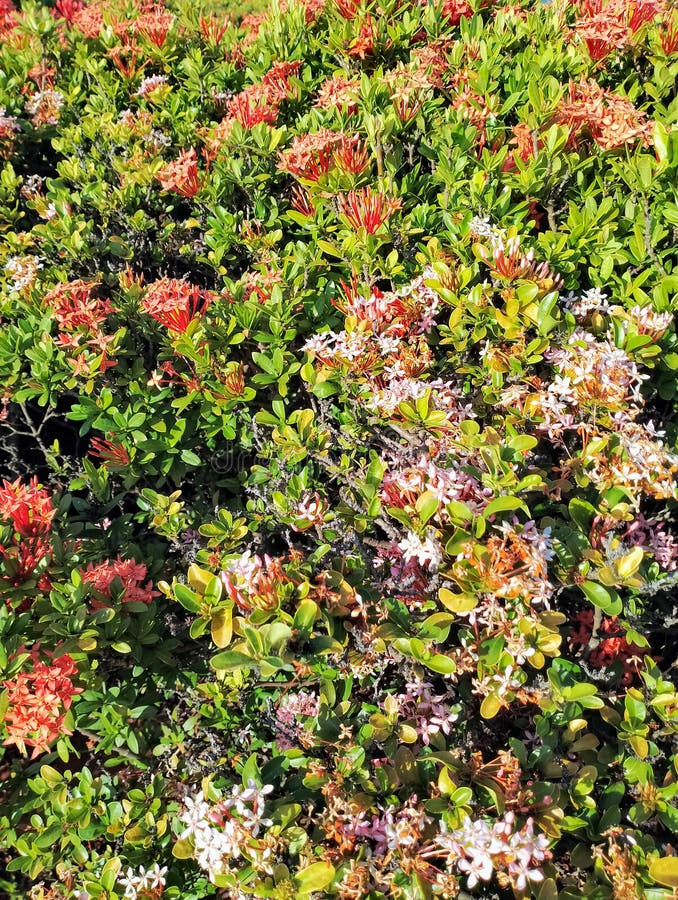 Landscape of Rongon Flower.different Colour Flower and Small Green ...