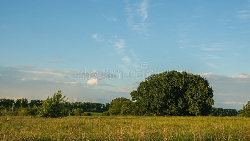 Landscape with Round Tree and Blue Sky. Stock Photo - Image of field ...