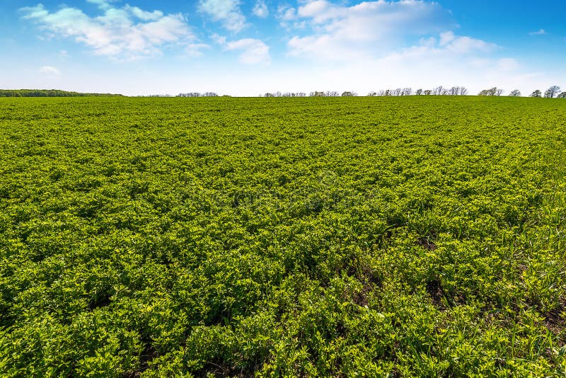 Landscape with Rows on Clover Field and Clouds. Stock Photo - Image of ...