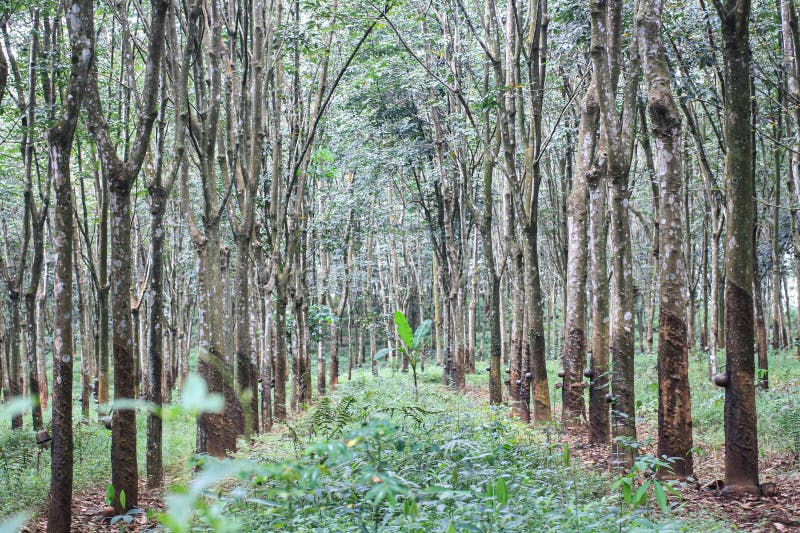 Landscape of Rubber Forest, Rubber Latex is One of the Main Ingredients ...