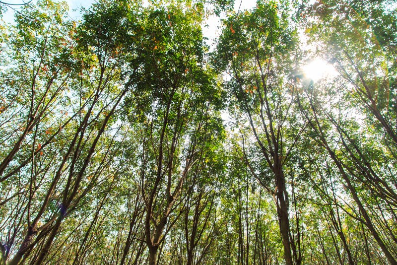 Landscape of rubber trees stock image. Image of nature - 37637587