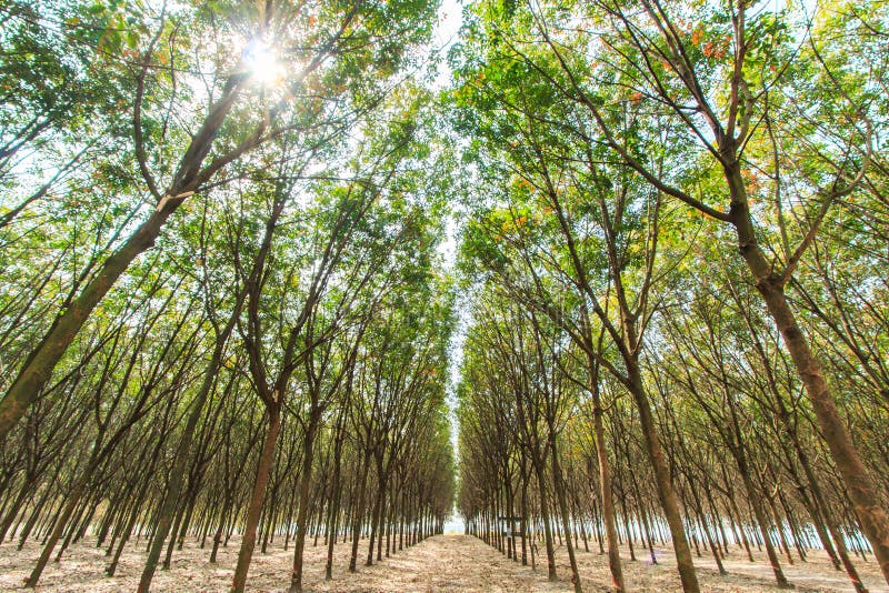 Landscape of rubber trees stock photo. Image of cultivated - 37637704