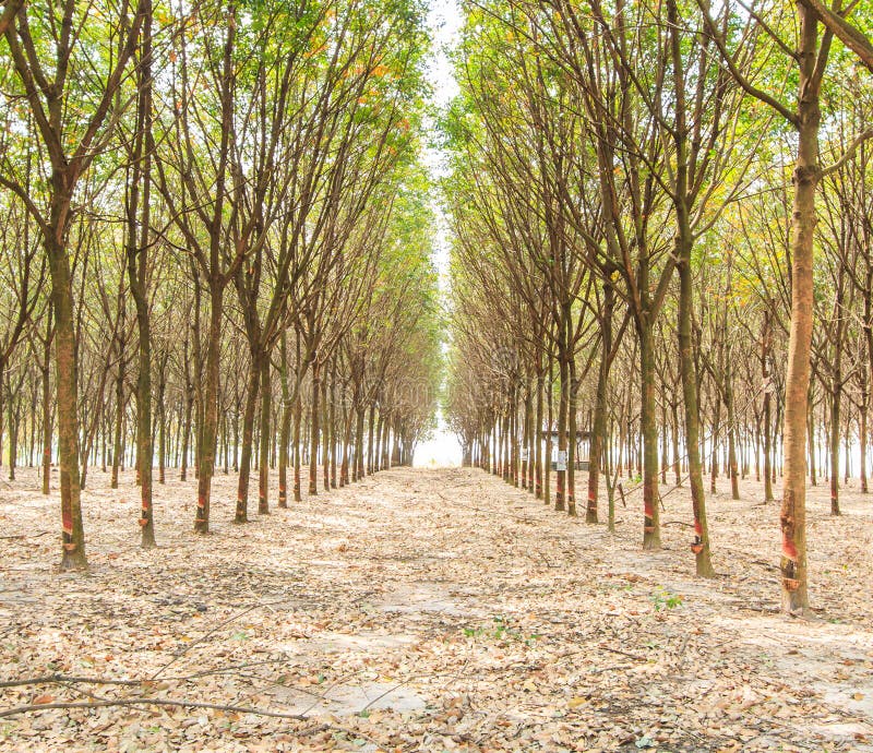 Landscape of rubber trees stock photo. Image of harvesting - 37637792