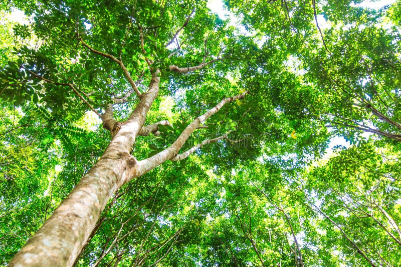 Landscape of rubber trees stock image. Image of outdoors - 40941175
