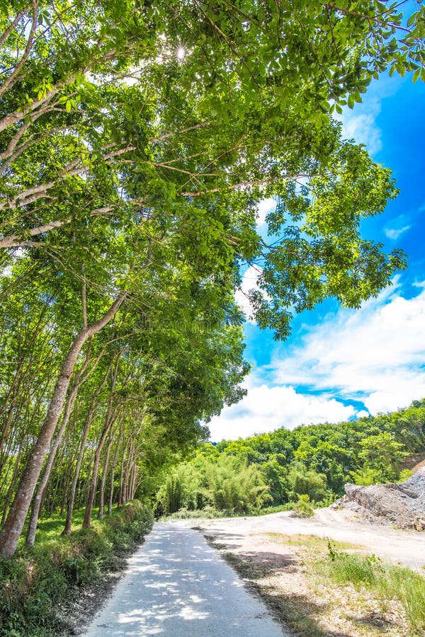 Landscape of rubber trees stock image. Image of estates - 40941185