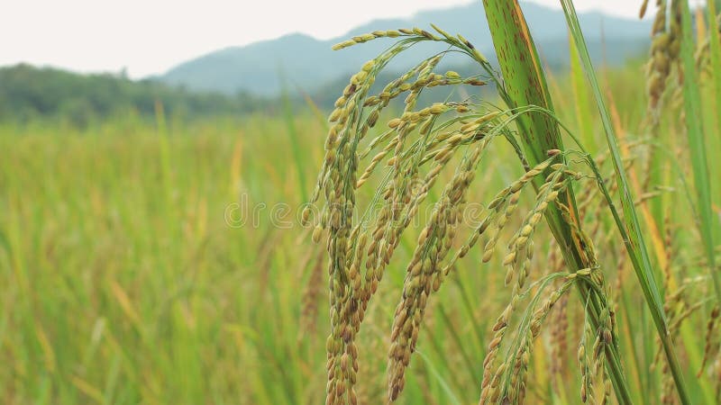 Landscape of a Rural Rice Field, Rice Swaying in the Wind. Paddy Fields ...