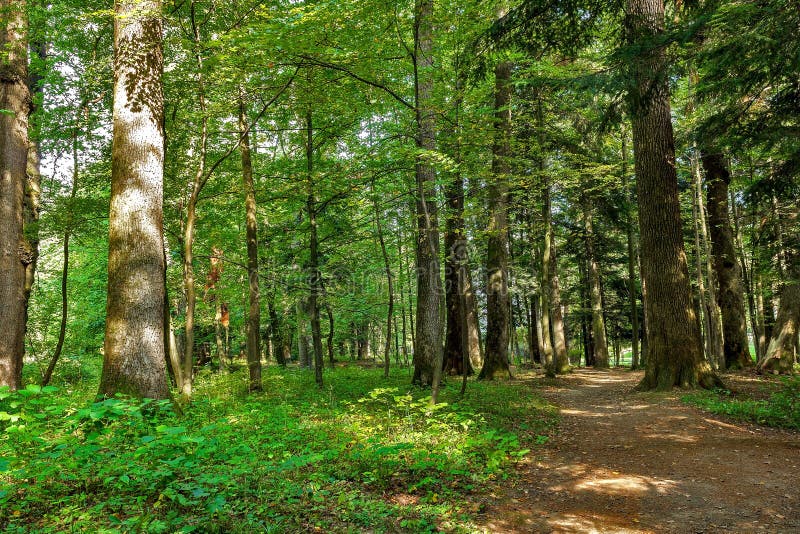 Landscape with Rural Roads Fork in Forest Stock Photo - Image of ...