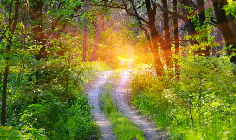 Rut road in green forest stock photo. Image of outdoor - 111030994