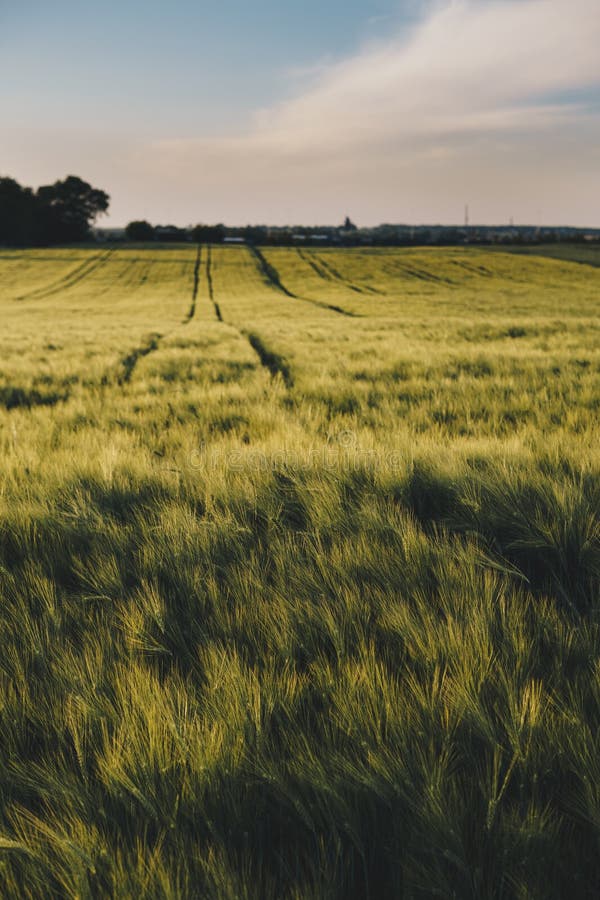 Landscape with Rye Growing in a Field during Early Summer Stock Photo ...