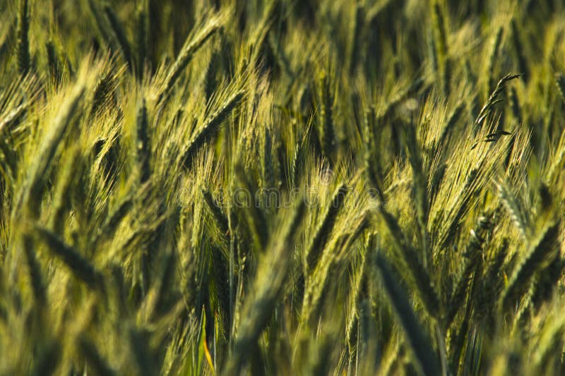 Landscape with Rye Growing in a Field during Early Summer Stock Photo ...